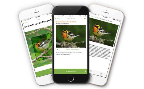 Explore - eBird