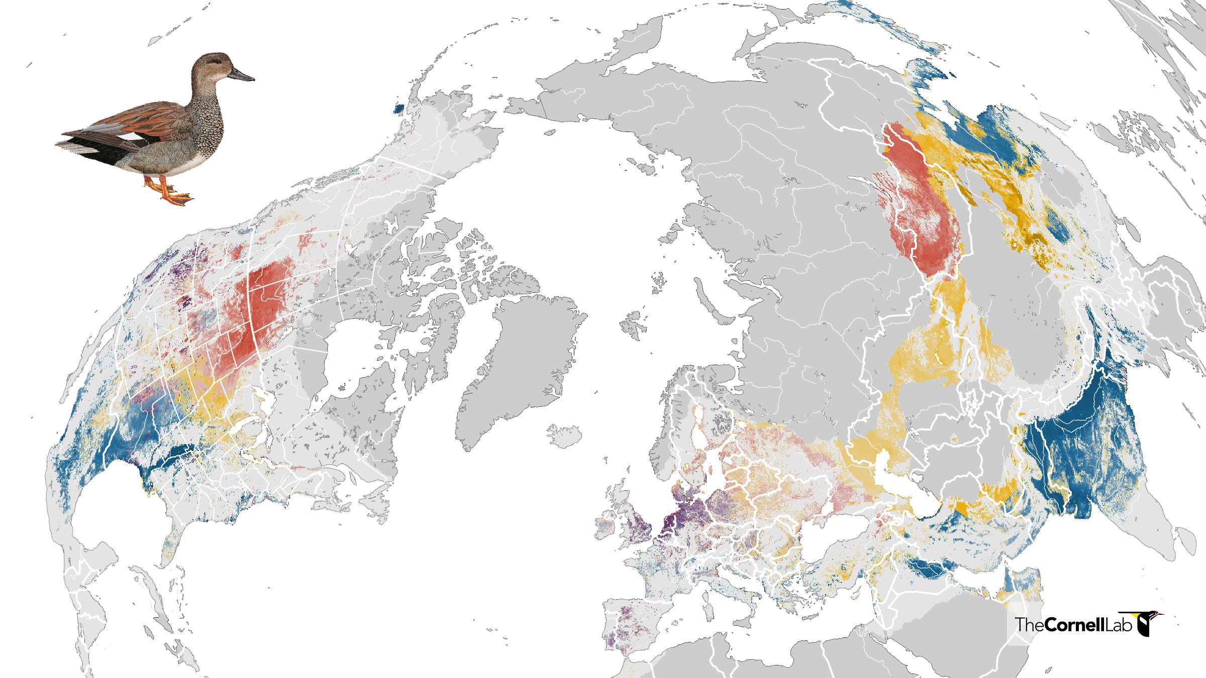eBird - Discover a new world of birding...